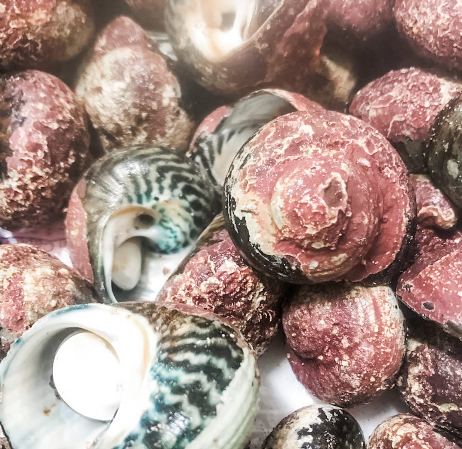 Wild Local Seafood - Wild Local